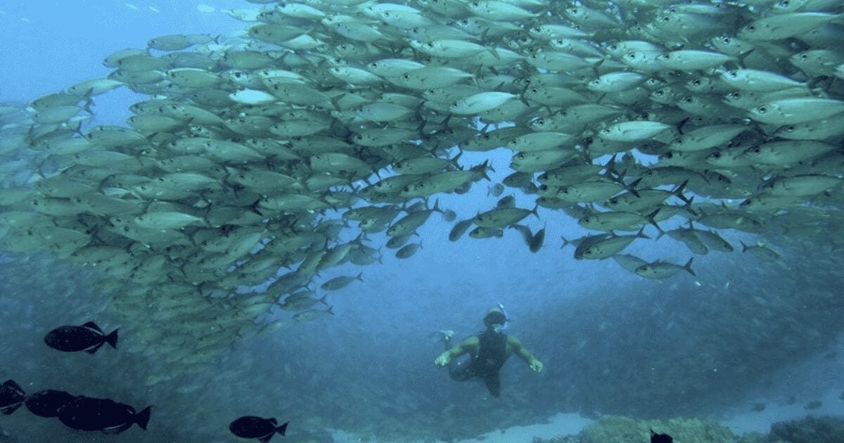 Hawaii Sustainability 101 - Sea Paradise