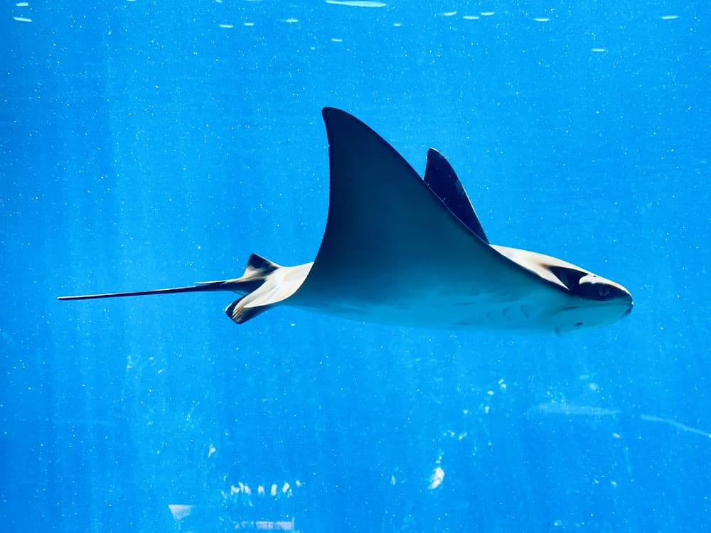 Giant Manta Ray Poster, Foto Giant Manta Ray Somersaults Close To