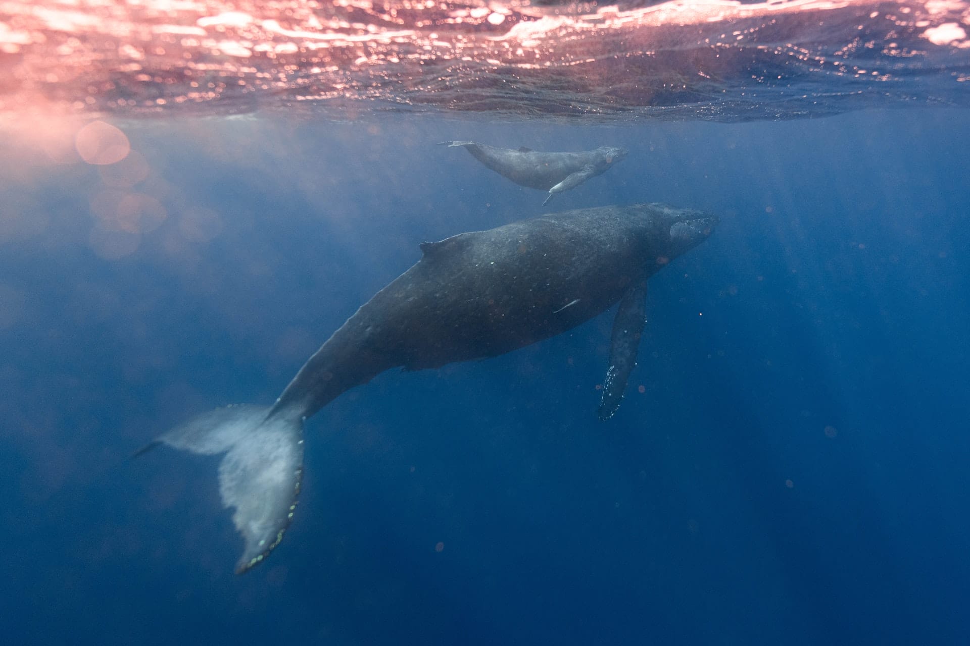 Hawaii's Humpback Whales | Sea Paradise Hawaii's Humpback Whales | Sea Paradise